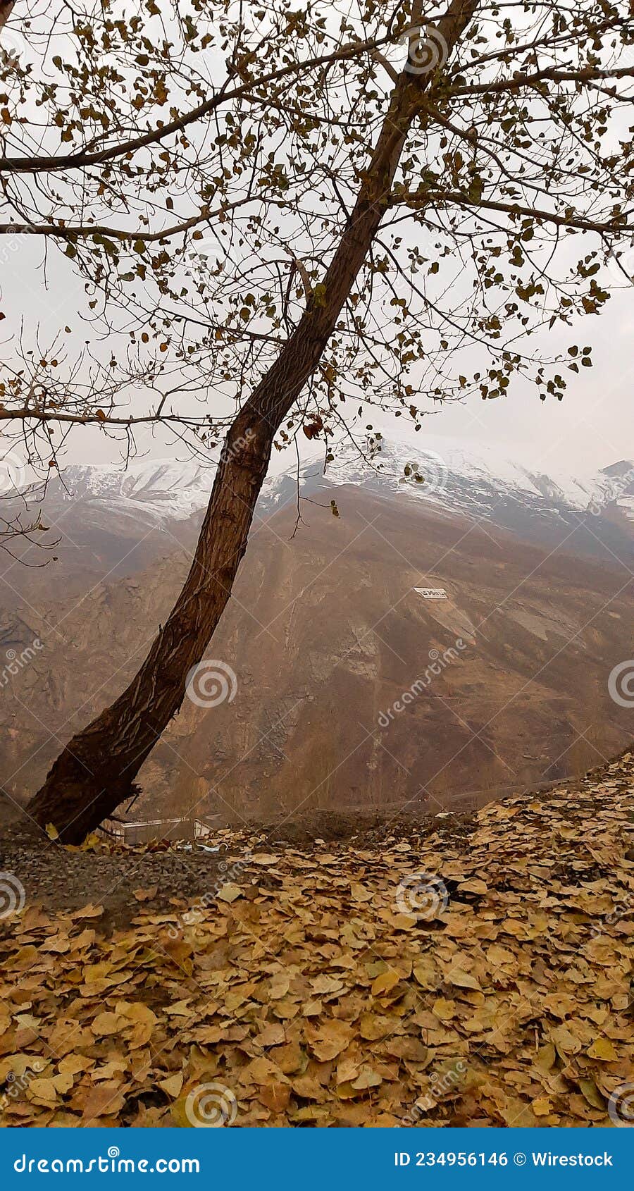 Bare Tree with the Mountains of Tehran, Fasham in Autumn Stock Photo ...