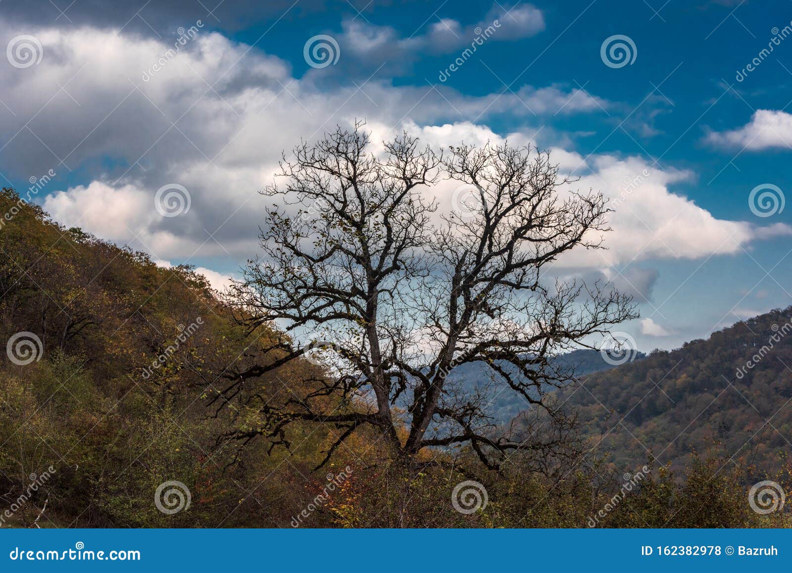 Bare Tree on a Mountainside Stock Photo - Image of beauty, color: 162382978