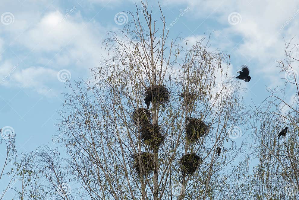 Bare Tree with Multiple Bird Nests Stock Image - Image of high, tree ...