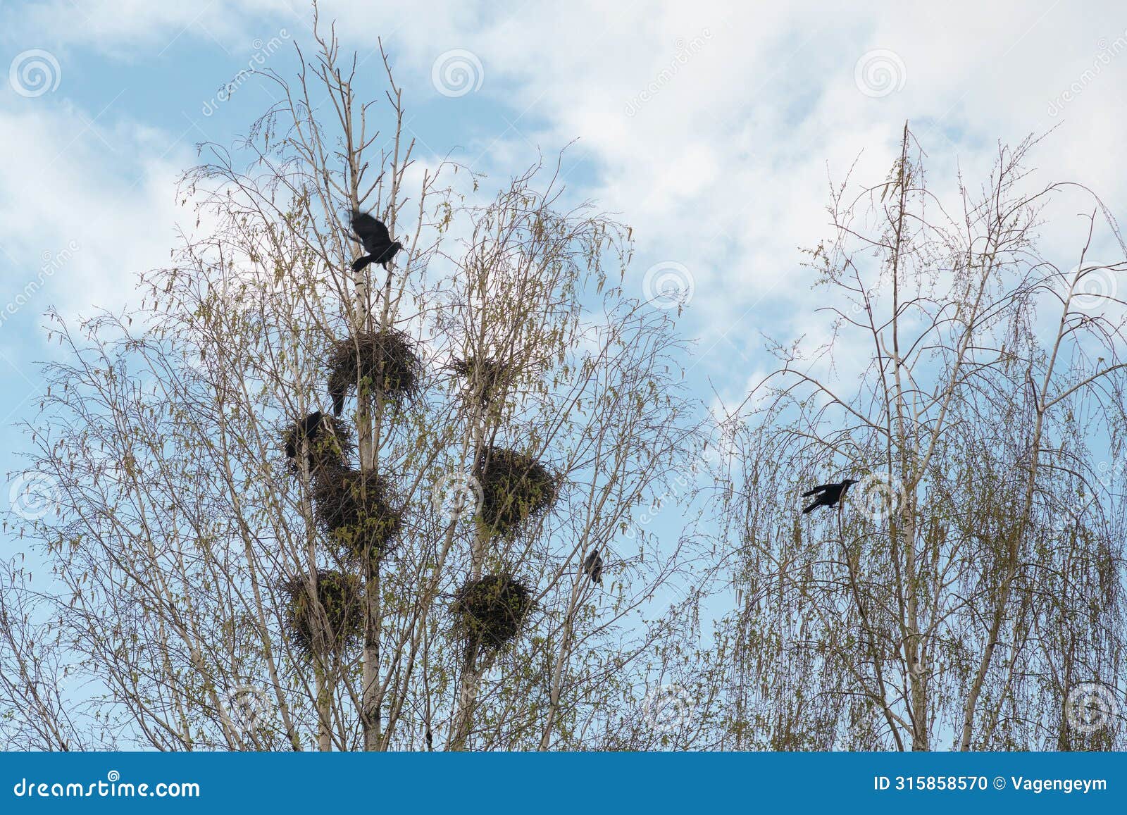 Bare Tree with Multiple Bird Nests Stock Photo - Image of avian, serene ...