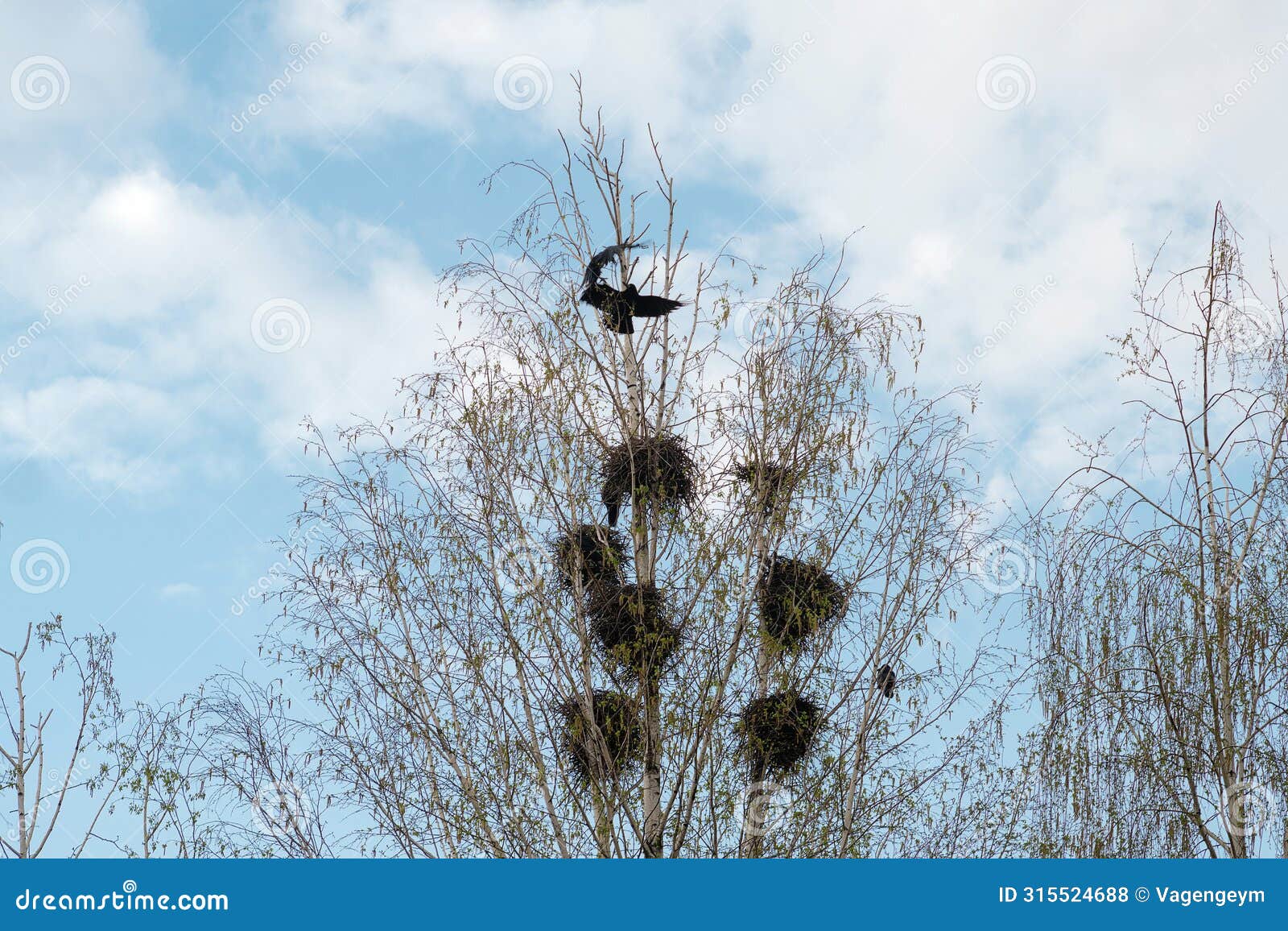 Bare Tree with Multiple Bird Nests Stock Photo - Image of season, bare ...