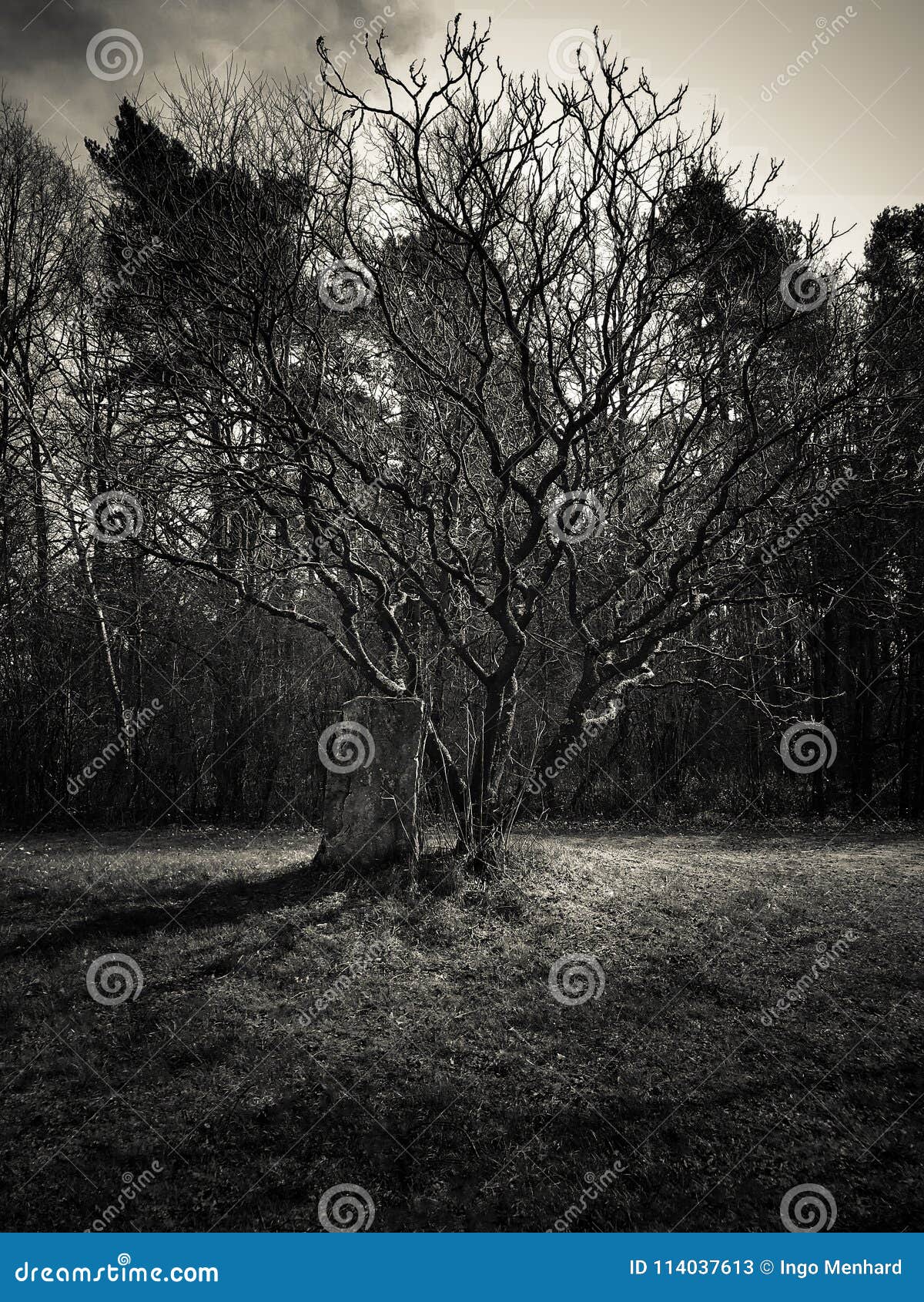 Bare tree in nature stock image. Image of scene, nature - 114037613