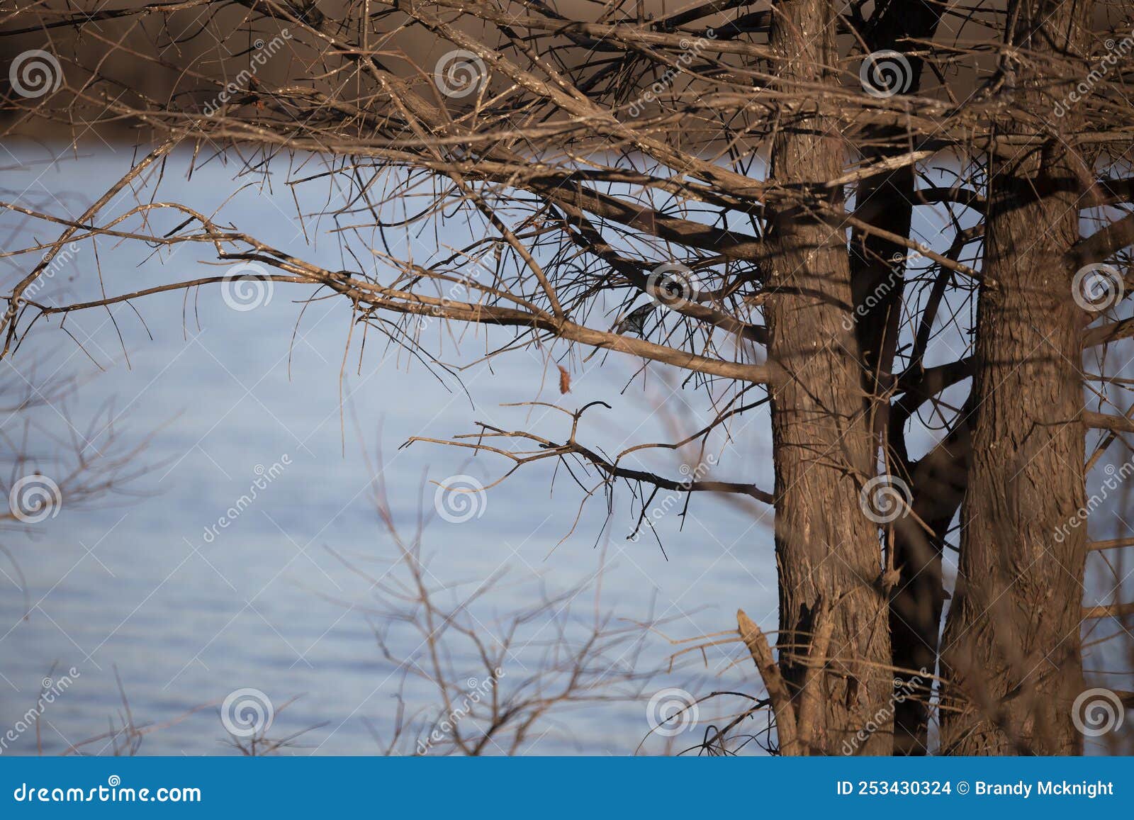 Tree near Water stock photo. Image of environment, branch - 253430324