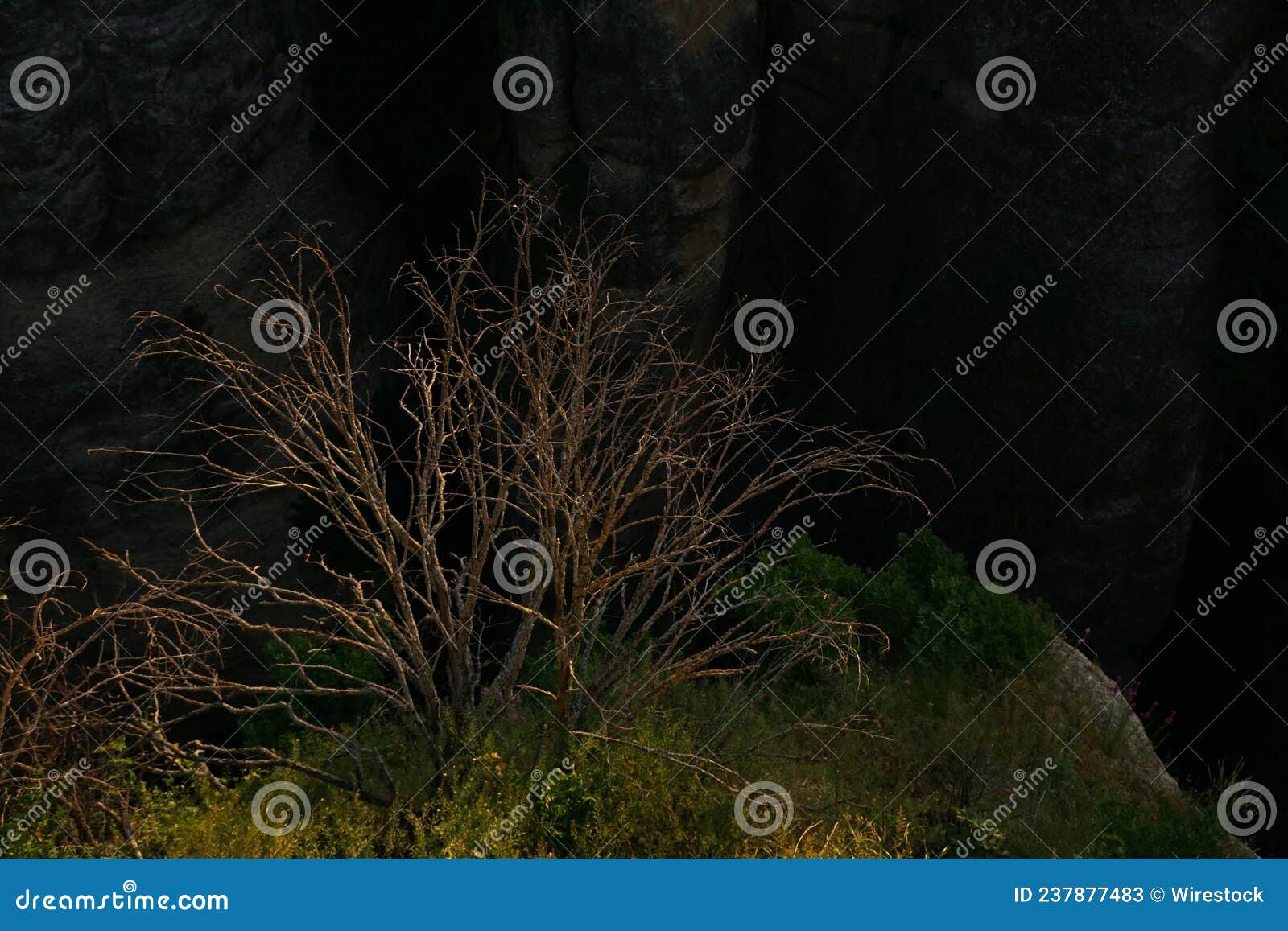 Bare Tree at Night in Andalusia, Spain Stock Image - Image of dark ...