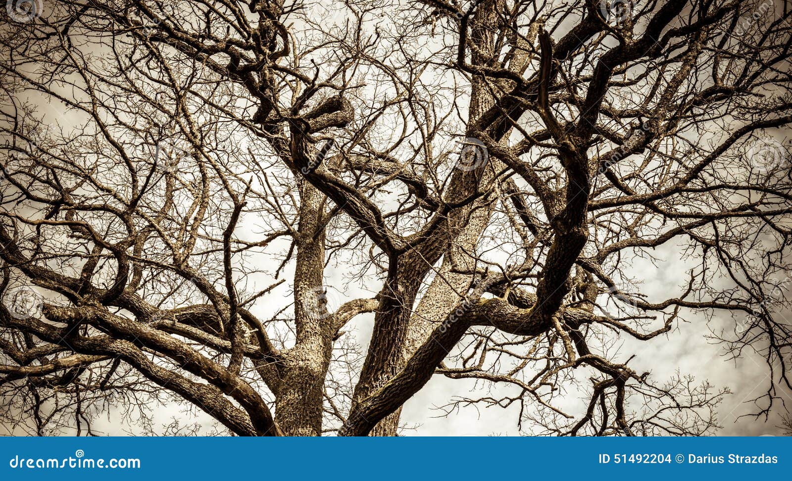 Bare tree stock photo. Image of bald, leafless, tree - 51492204