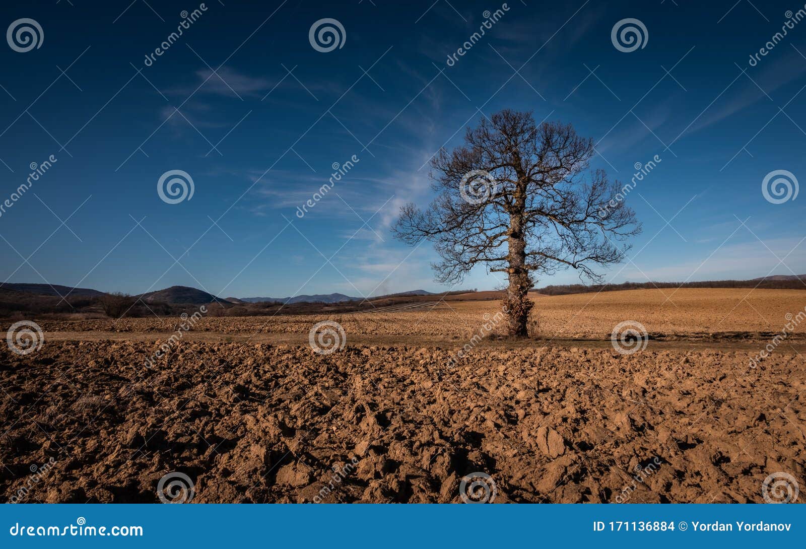 Bare tree on plowed field stock photo. Image of smooth - 171136884