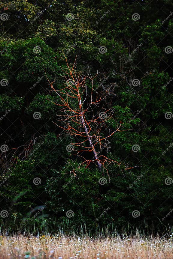 Bare Tree with Red Branches by Green Deciduous Forest Stock Image ...