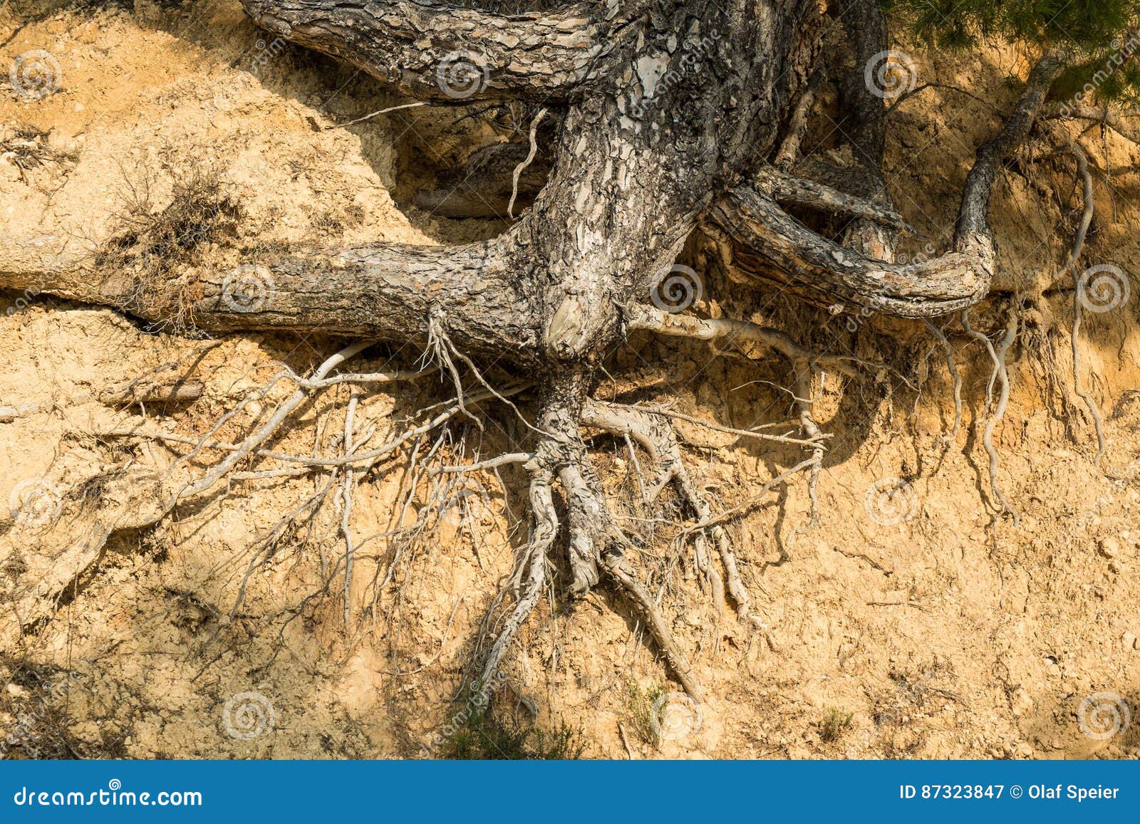 Bare tree roots stock image. Image of hazard, aerial - 87323847