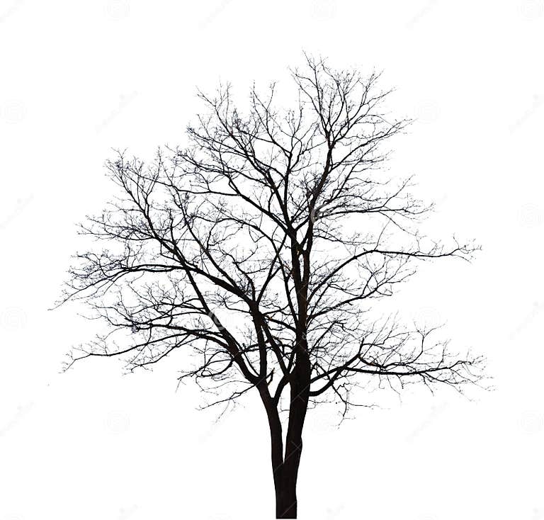 Bare tree stock illustration. Illustration of forest - 43180020