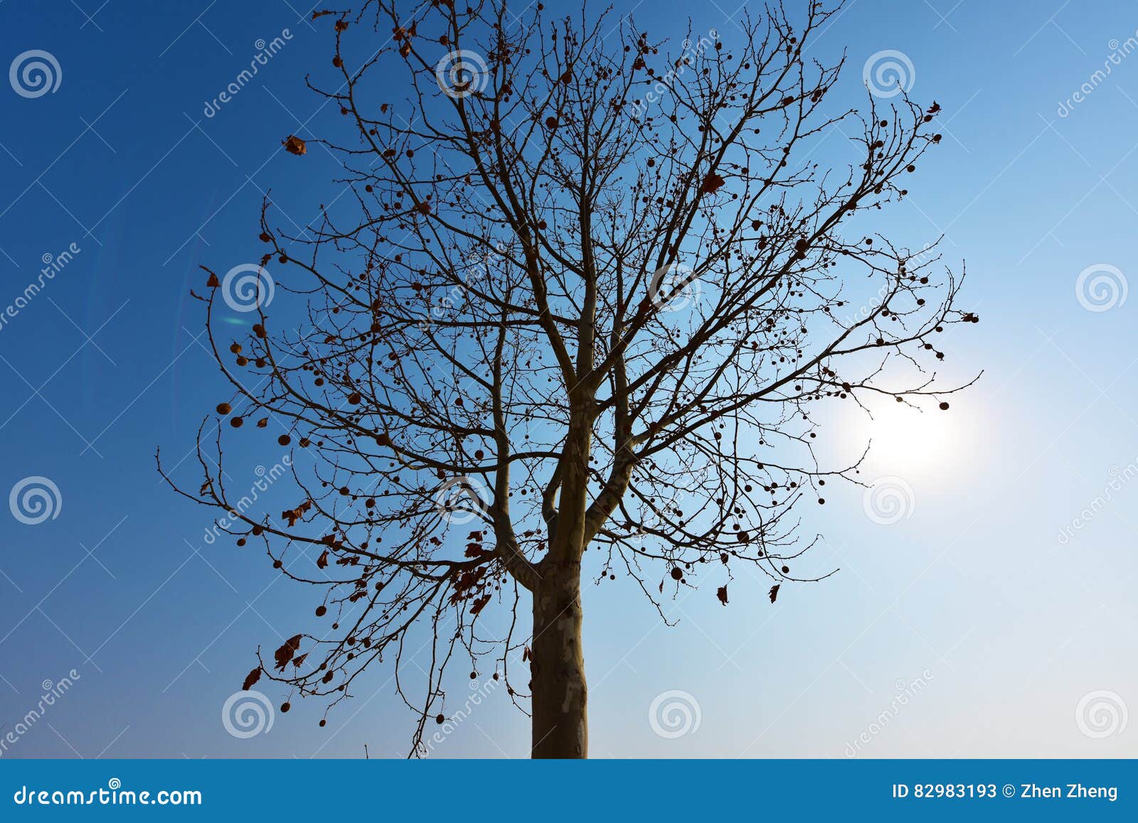 Bare Tree Silhouette with Blue Sky Background. Stock Image - Image of ...