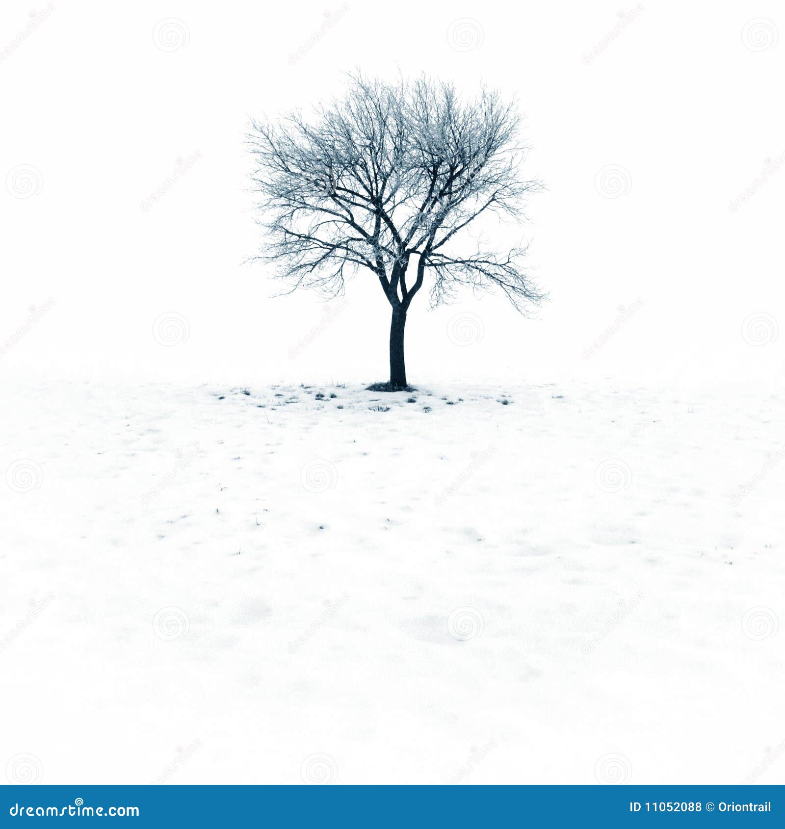 Barren Tree In Winter