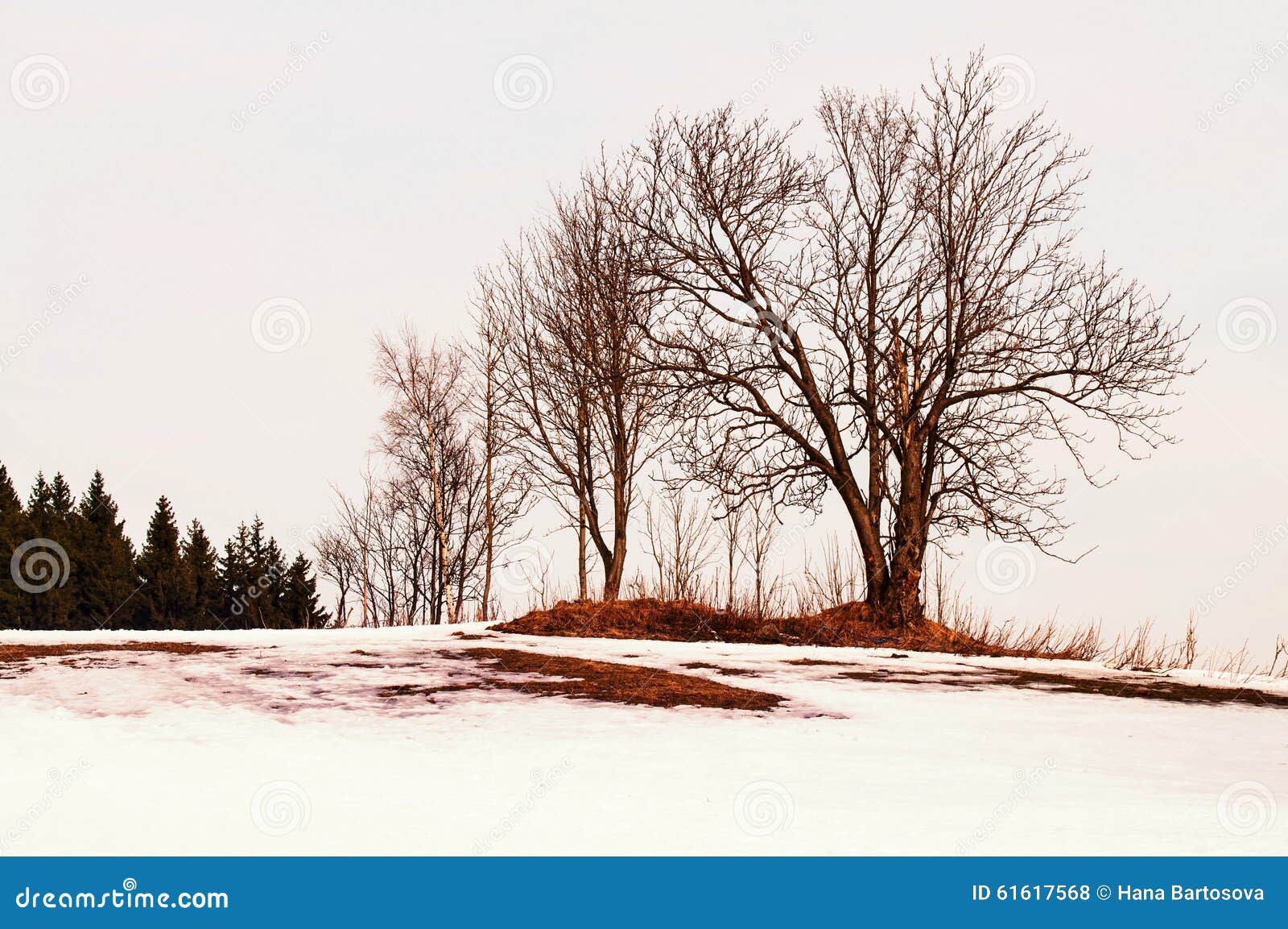Bare Tree in Snowy Landscape in Sunset Stock Photo - Image of snow ...