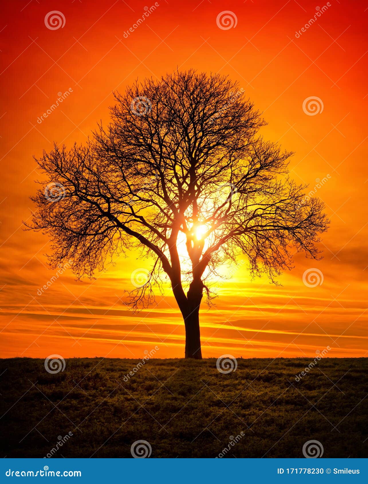 Bare Tree, Sun and Vivid Red Sky Stock Photo - Image of glow, mood ...