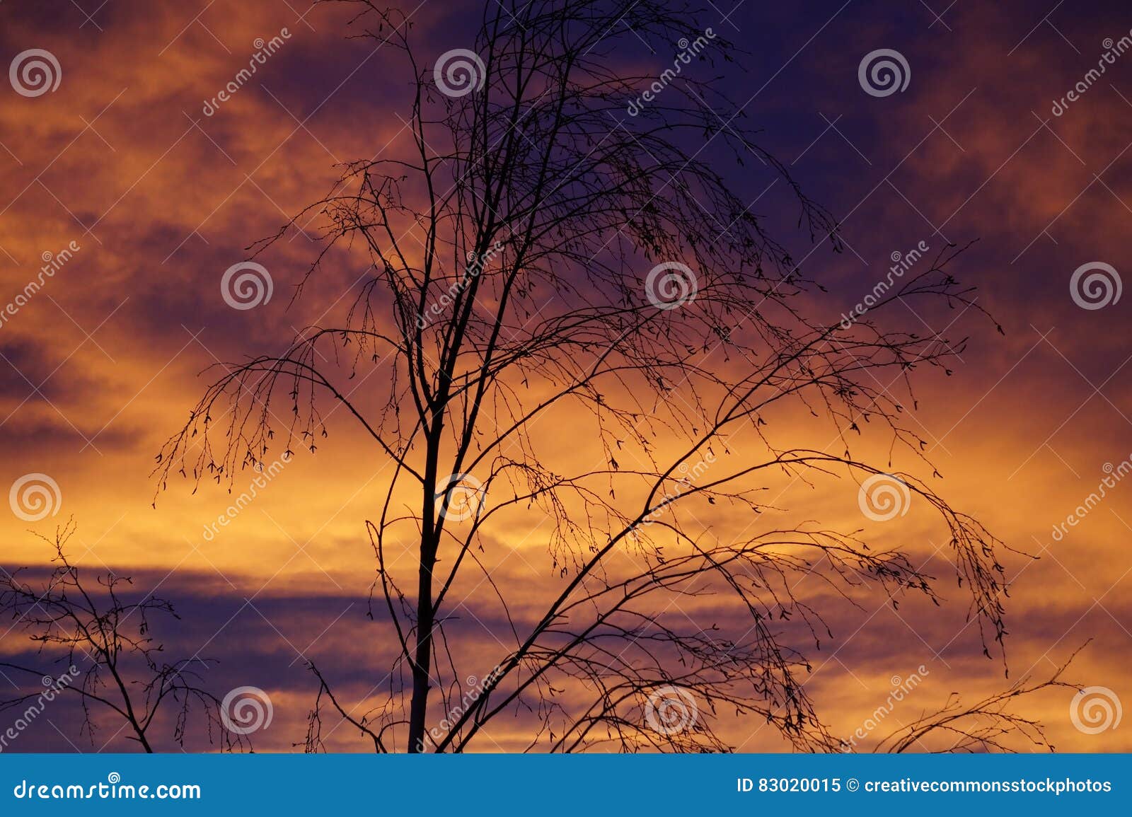 Bare Tree At Sunset Picture. Image: 83020015