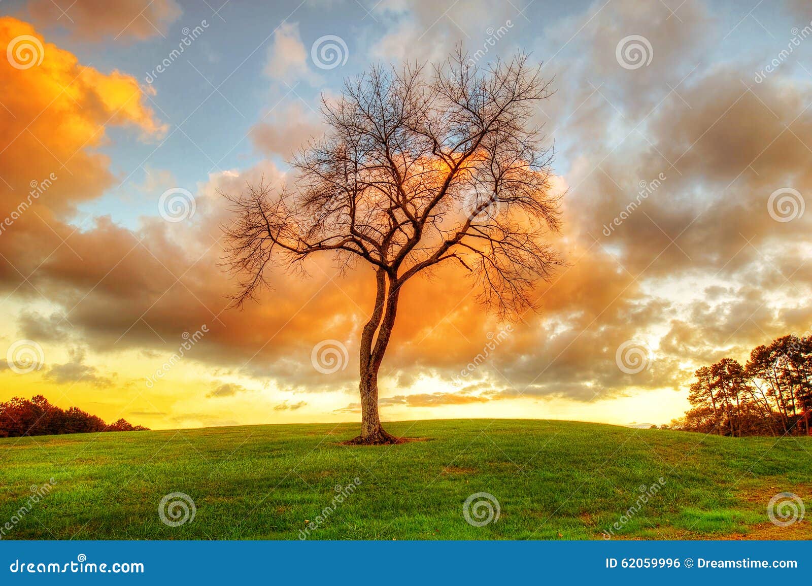 Bare Tree at Sunset stock photo. Image of autumn, clouds - 62059996