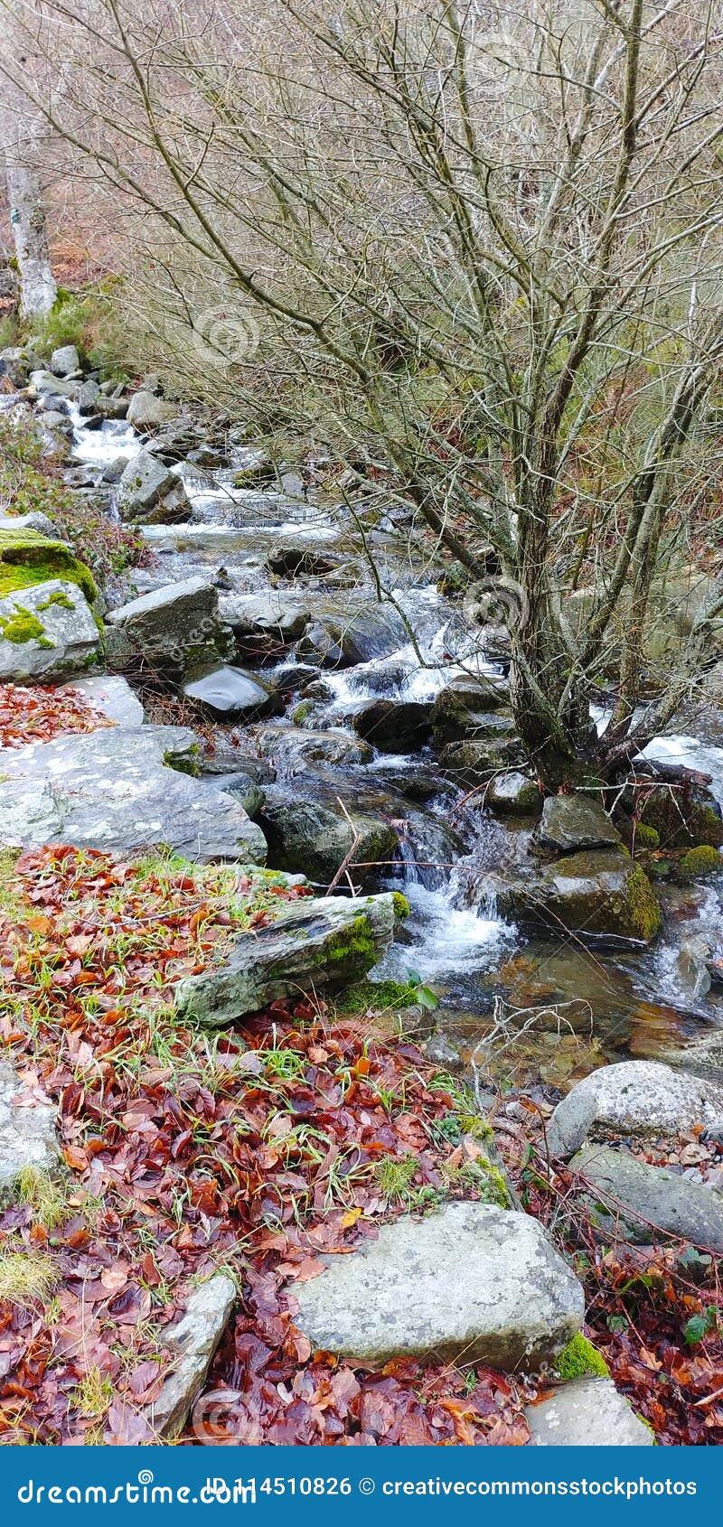 Bare Tree Surrounded By Stone Fragments Picture. Image: 114510826