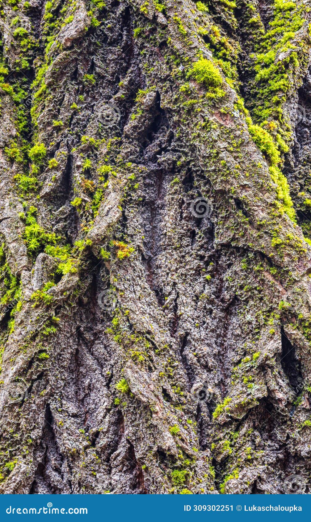 Bare Tree Texture with Moss. Nature Pattern Background Stock Image ...