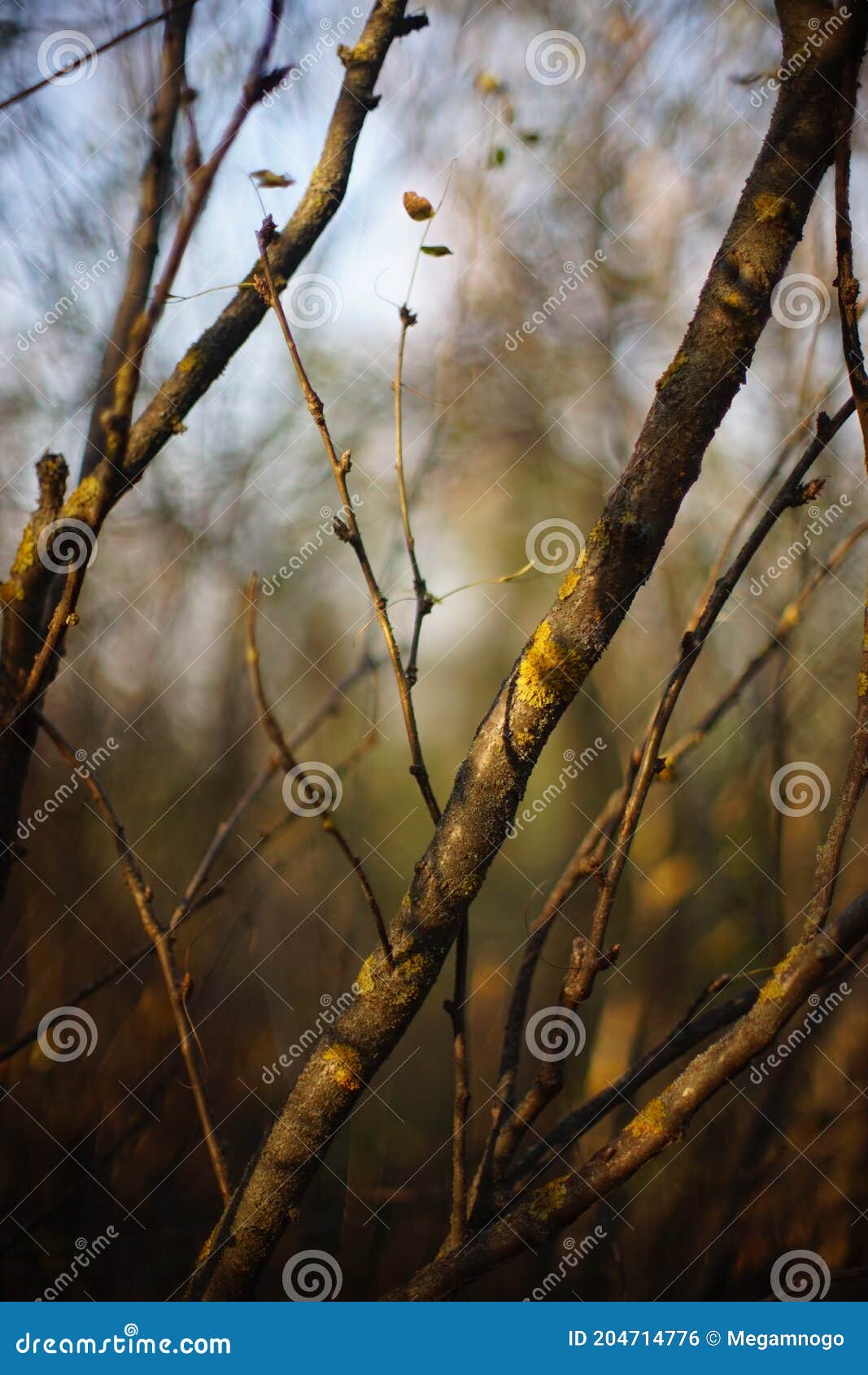 Bare Tree with Thin Branches in the Autumn Forest Stock Photo - Image ...