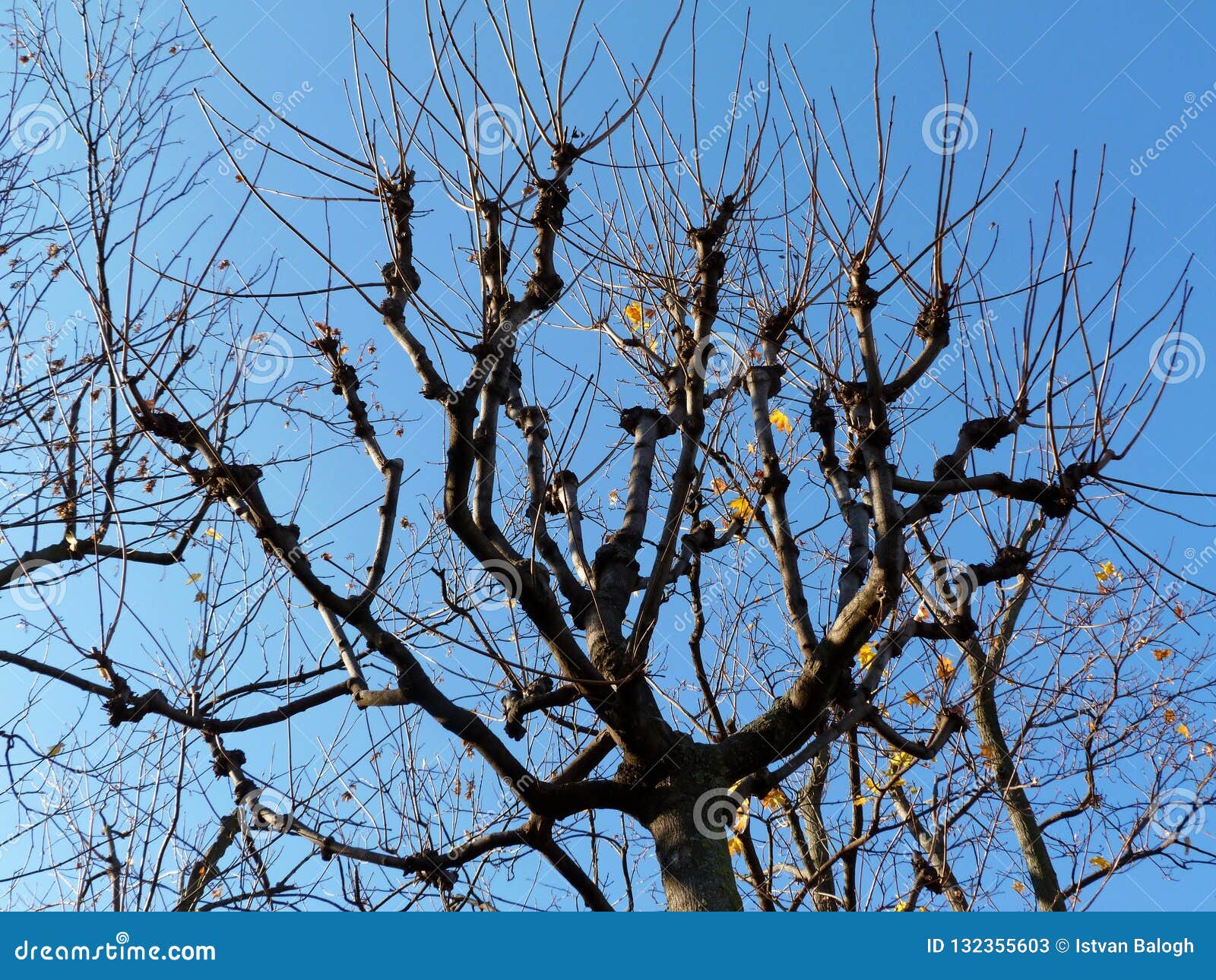 Bare Tree Top in the Fall Under Blue Sky Stock Image - Image of chrisp ...
