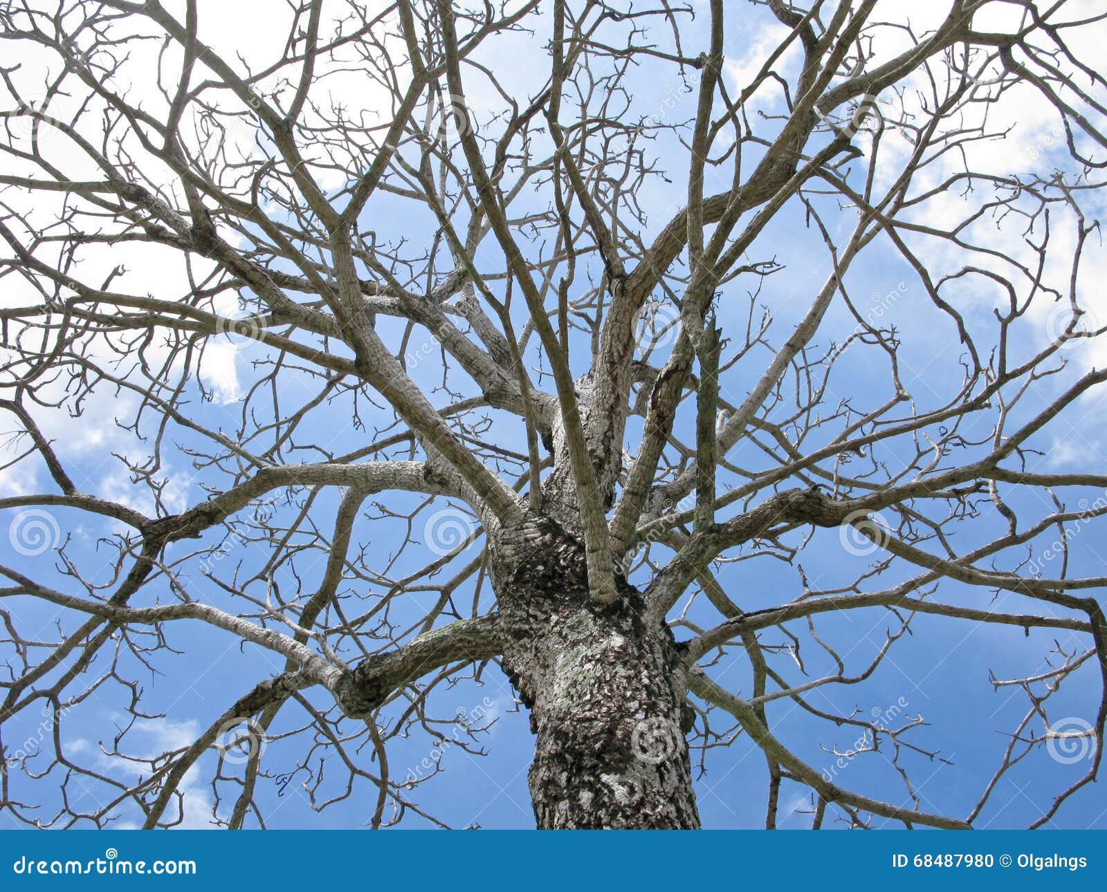 Bare tree stock photo. Image of springtime, sunny, season - 68487980