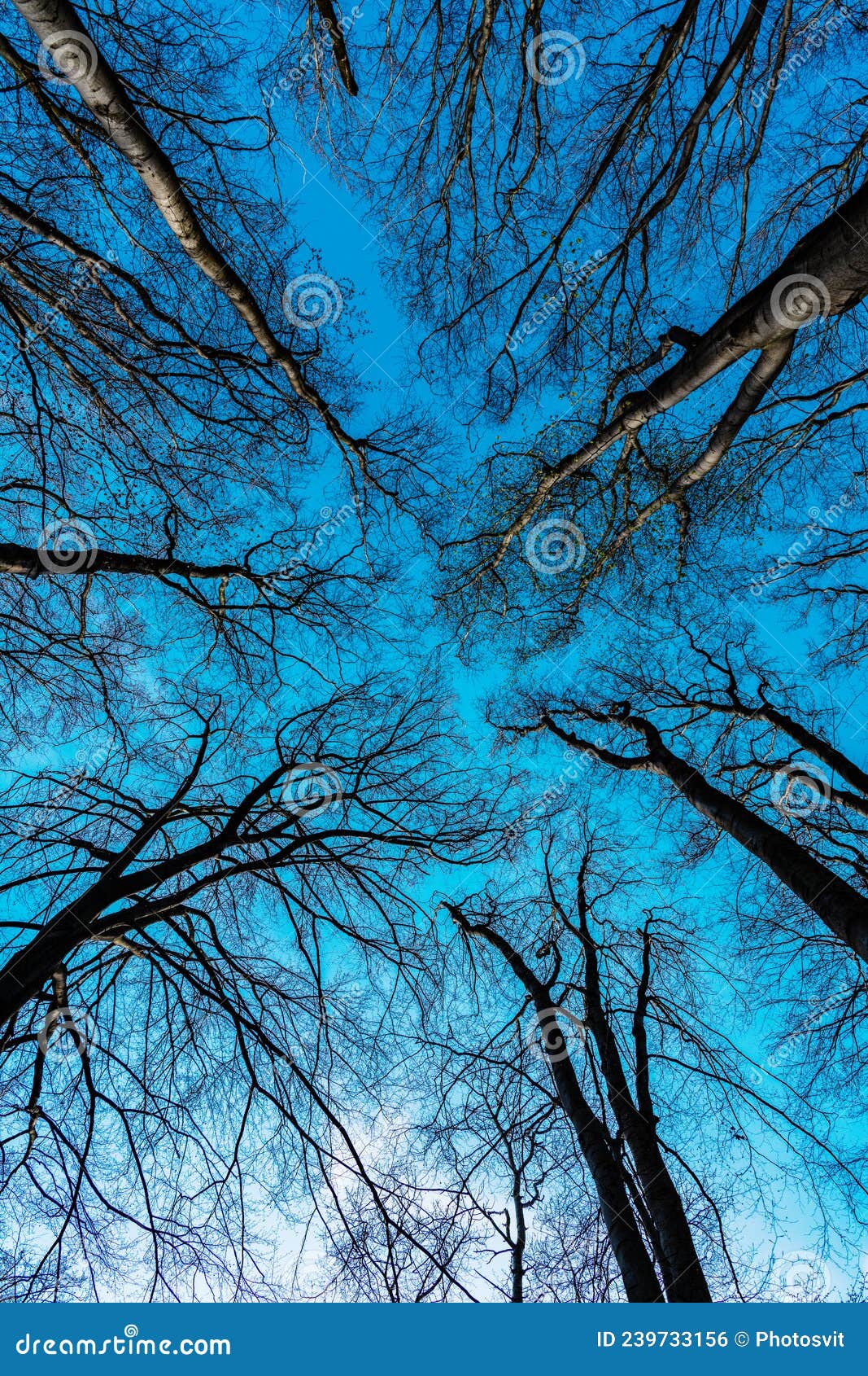 Bare Tree Tops Growing in Deciduous Forest on Blue Sky Upward View ...