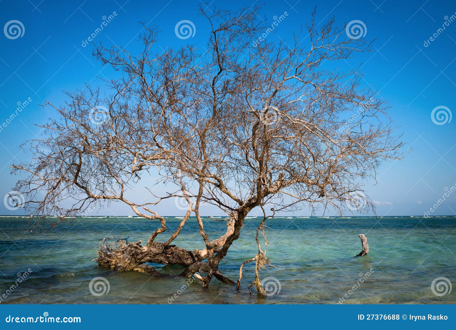 Bare Tree in Tropical Blue Sea Stock Photo - Image of exotic, sunny ...