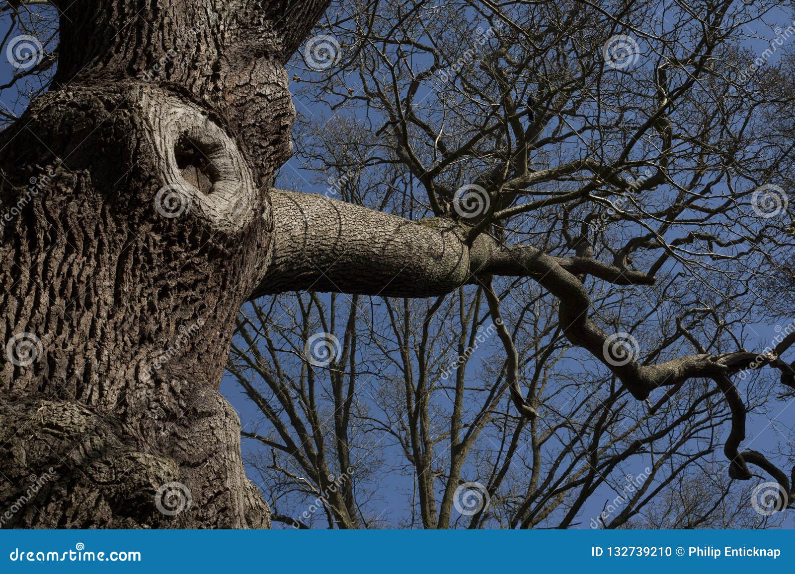 Bare Tree Trunk and Branches Stock Photo - Image of tree, branches ...