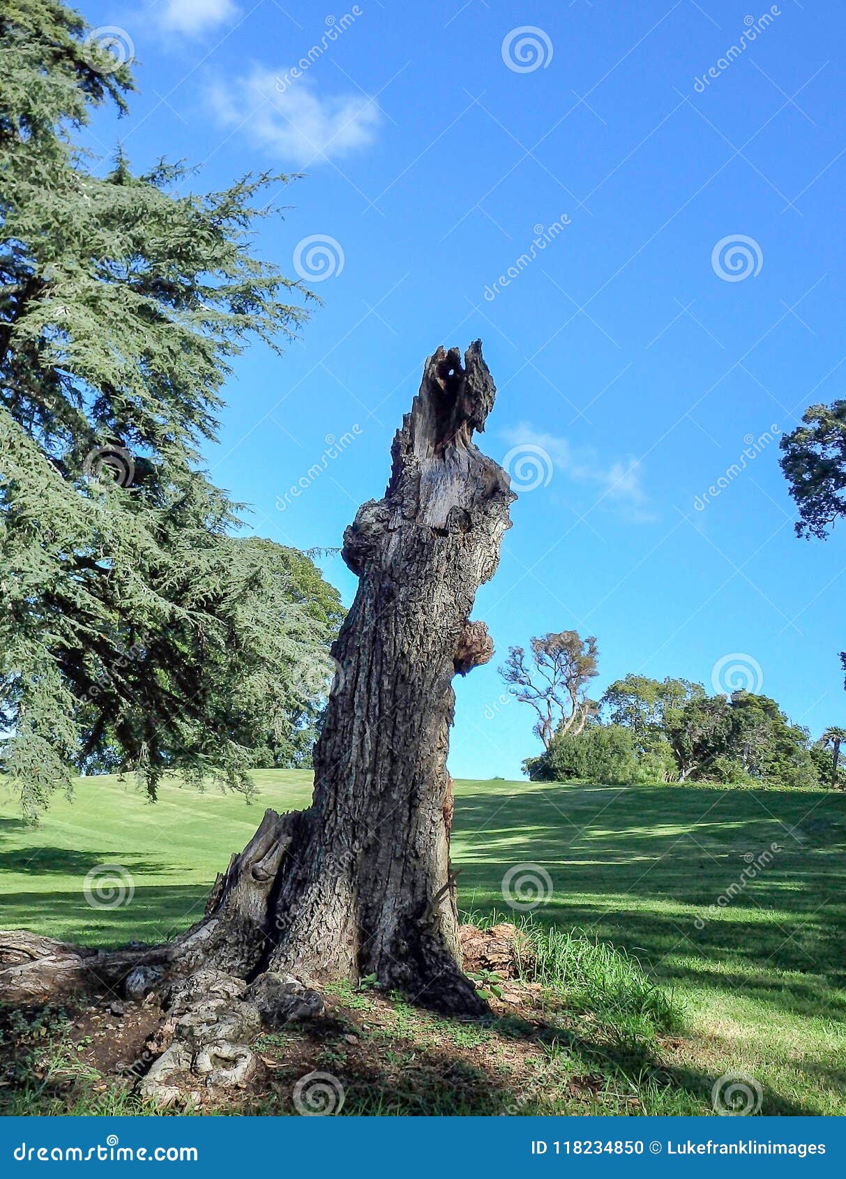 Bare tree trunk full stock photo. Image of landscape - 118234850