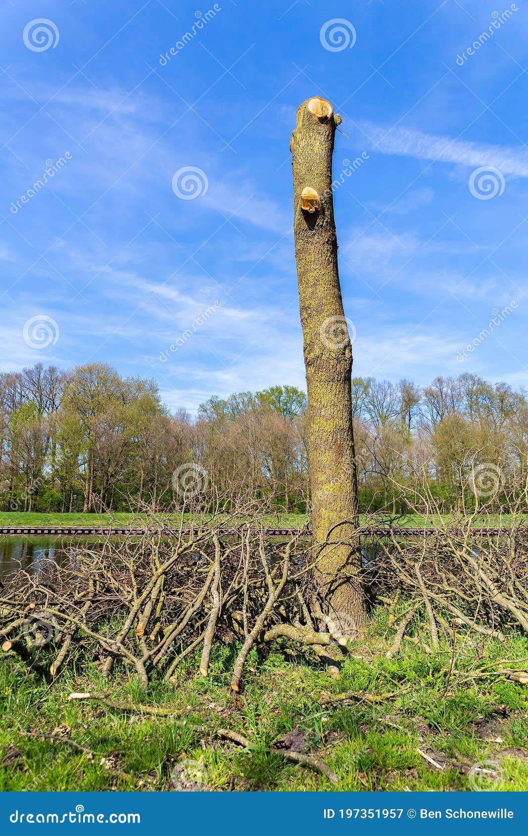 Bare Tree Trunk with Heap of Pruned Branches Stock Image - Image of ...