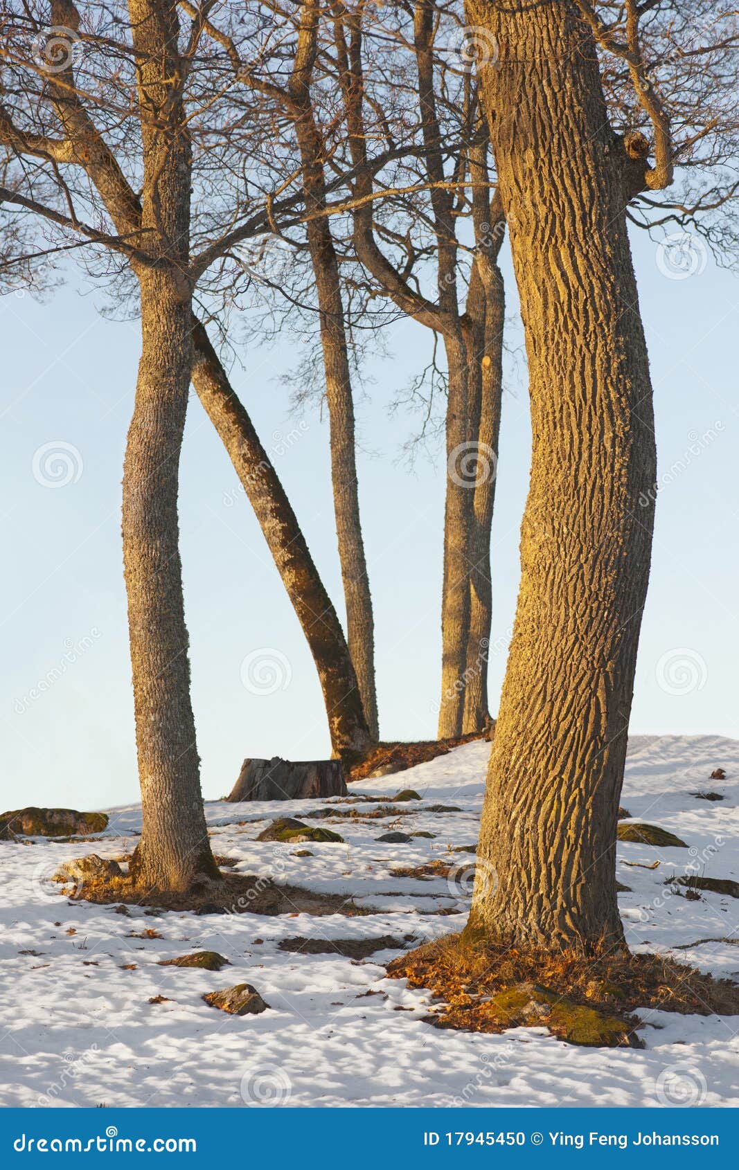 Bare tree trunks stock photo. Image of nature, beautiful - 17945450