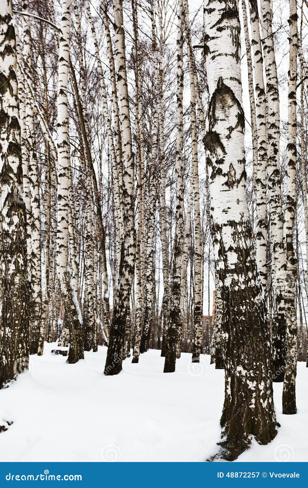 Bare Tree Trunks in Birch Grove Stock Image - Image of season, scenic ...