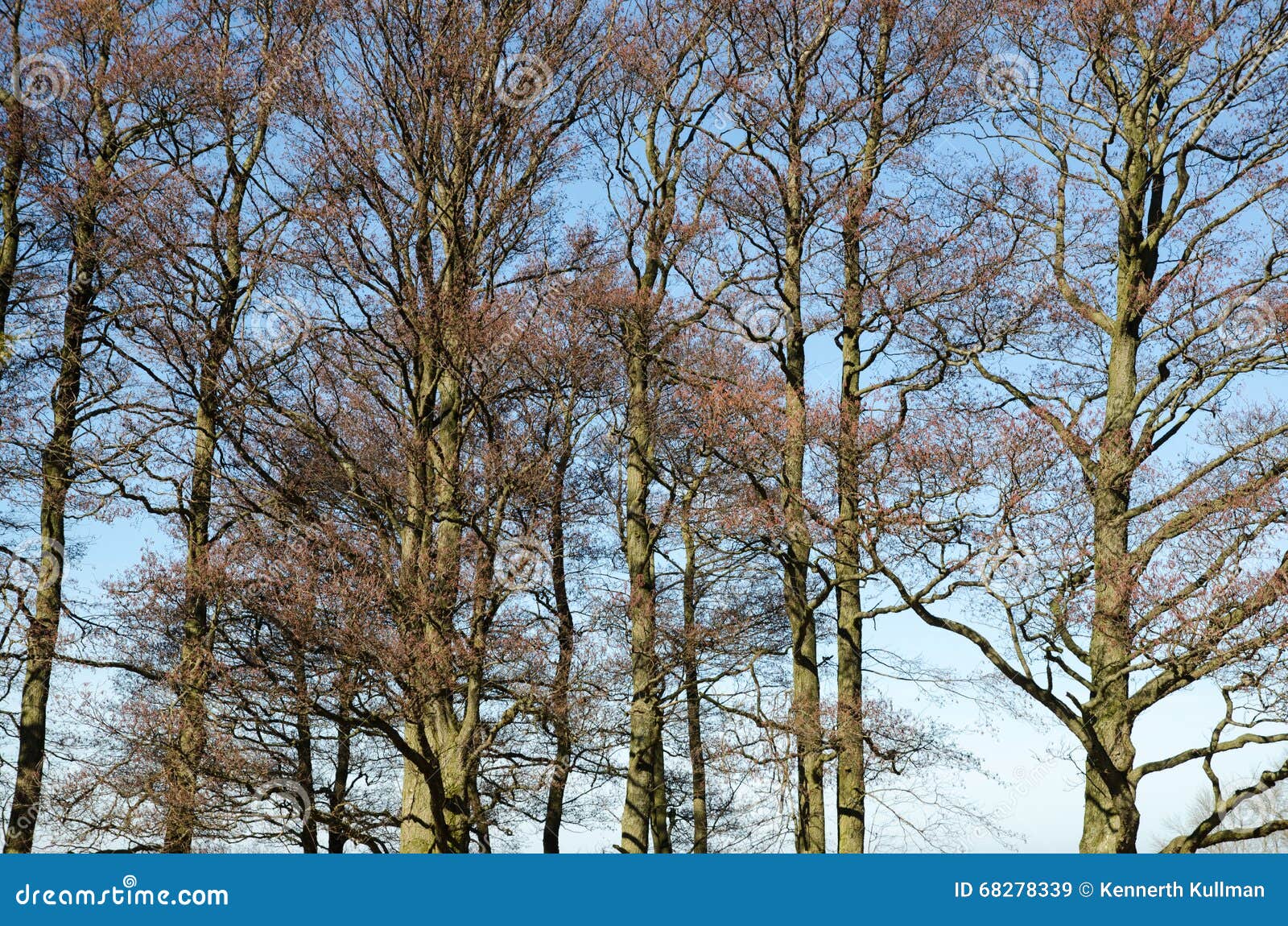 Bare Tree Trunks at Blue Sky Stock Image - Image of trunk, bare: 68278339