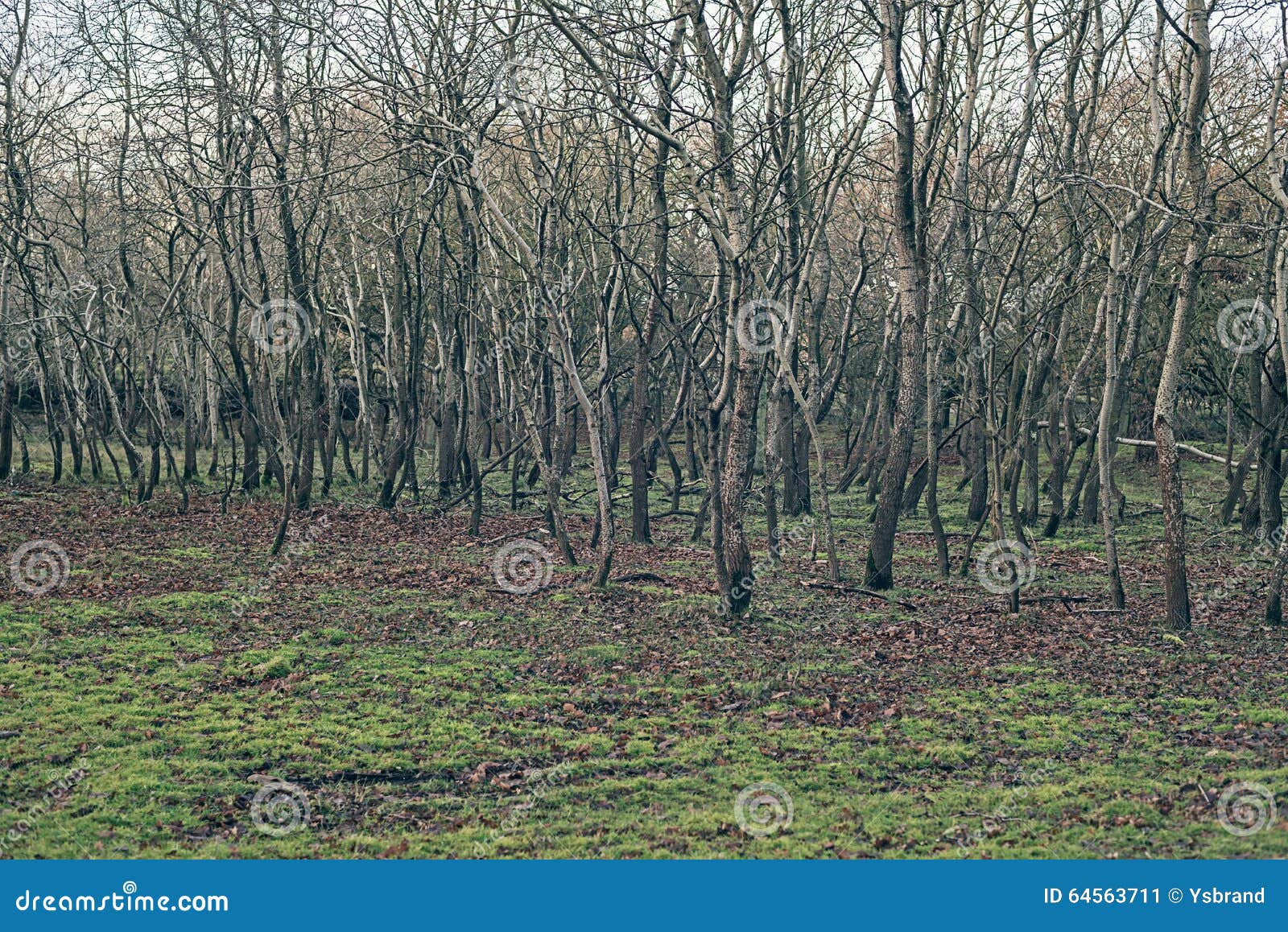Bare Tree Trunks on Meadow Covered with Autumn Leaves. Stock Image ...