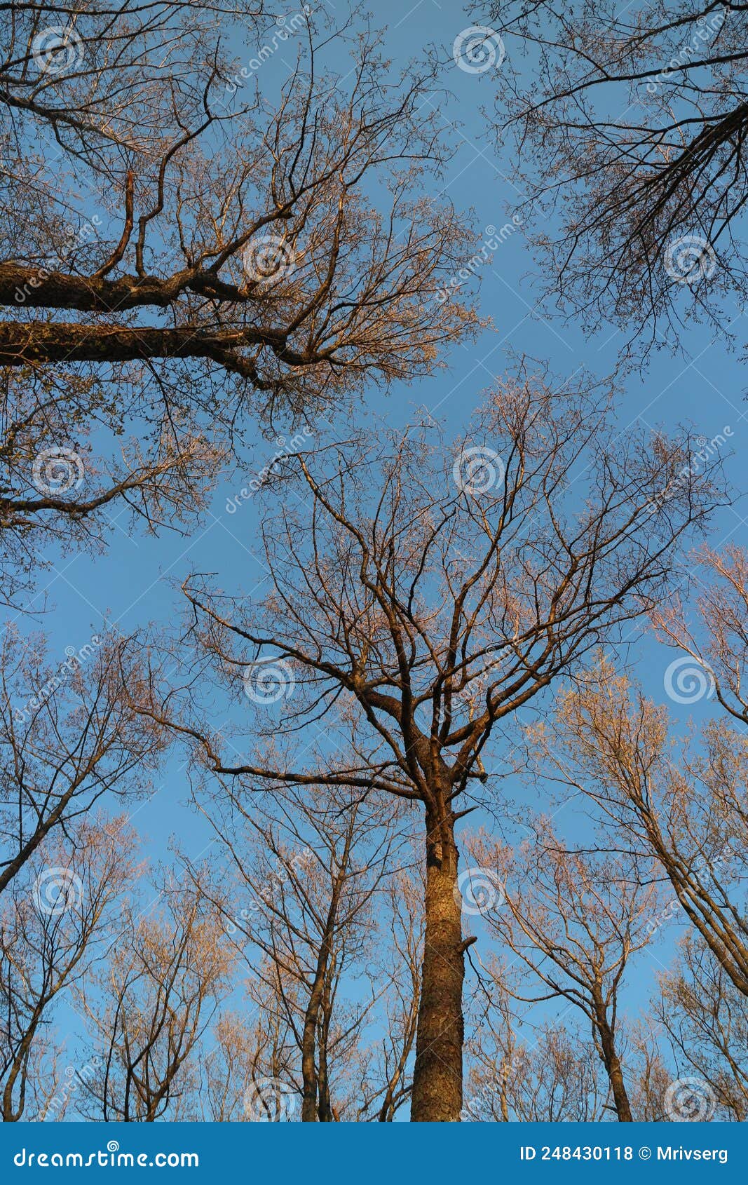 Bare Tree Trunks Reach for the Sunlight Overhead Stock Photo - Image of ...