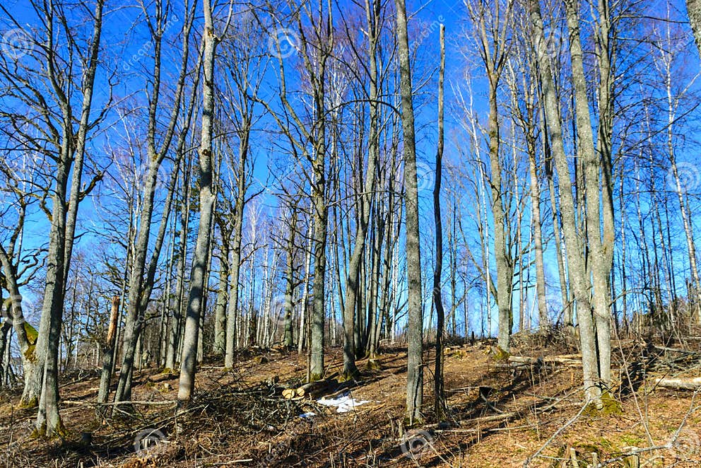 Bare Tree Trunks in Spring, Old Trees on the Lake Shore Stock Image ...