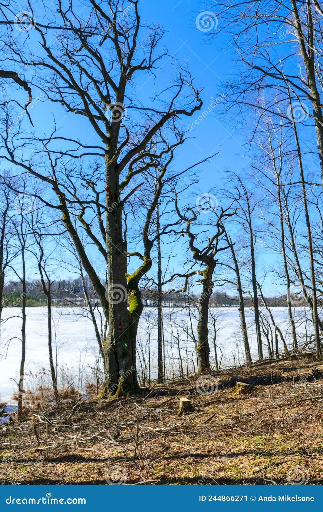 Bare Tree Trunks in Spring, Old Trees on the Lake Shore Stock Image ...
