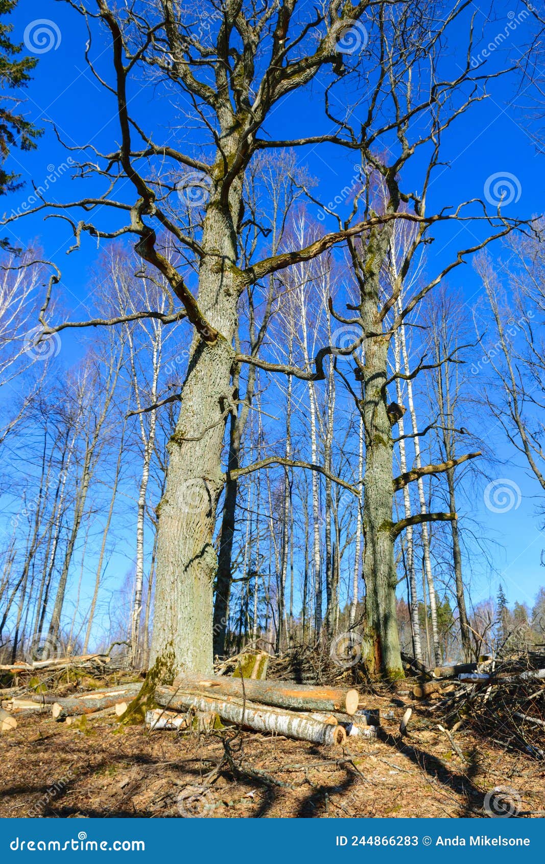 Bare Tree Trunks in Spring, Old Trees on the Lake Shore Stock Image ...
