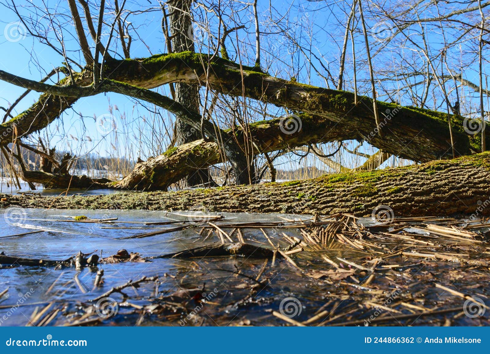 Bare Tree Trunks in Spring, Old Trees on the Lake Shore Stock Photo ...