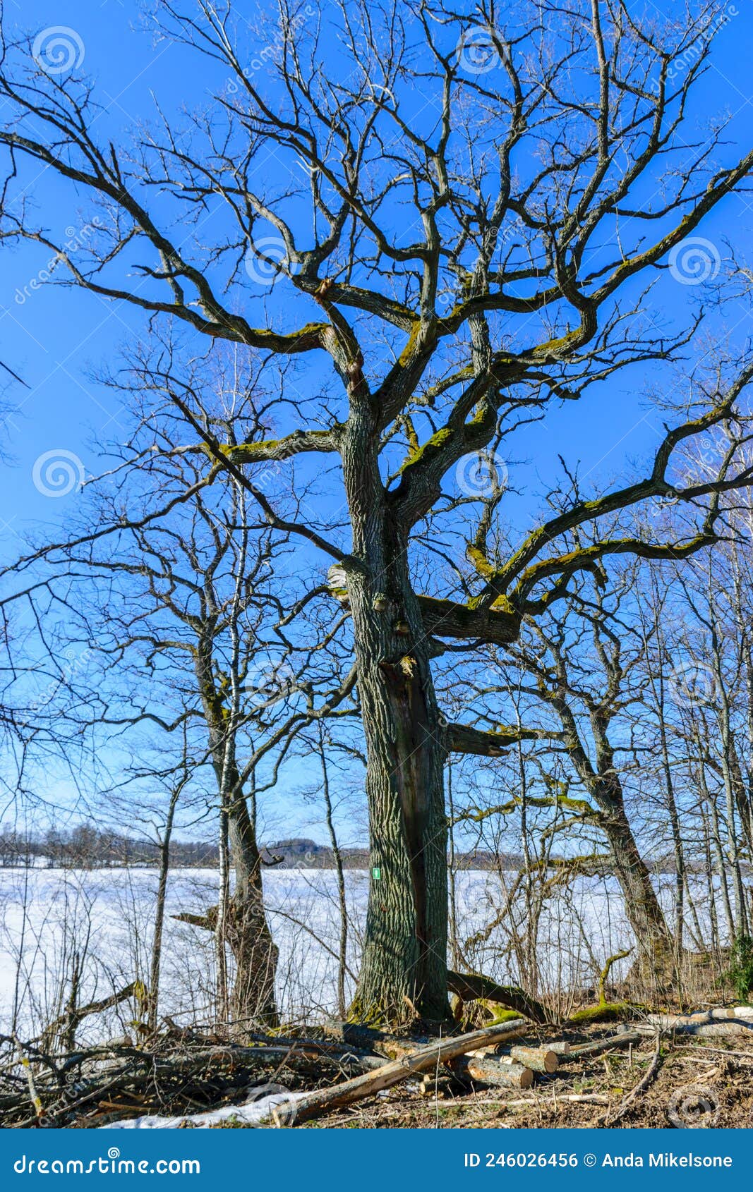 Bare Tree Trunks in Spring, Old Trees on the Lake Shore Stock Photo ...