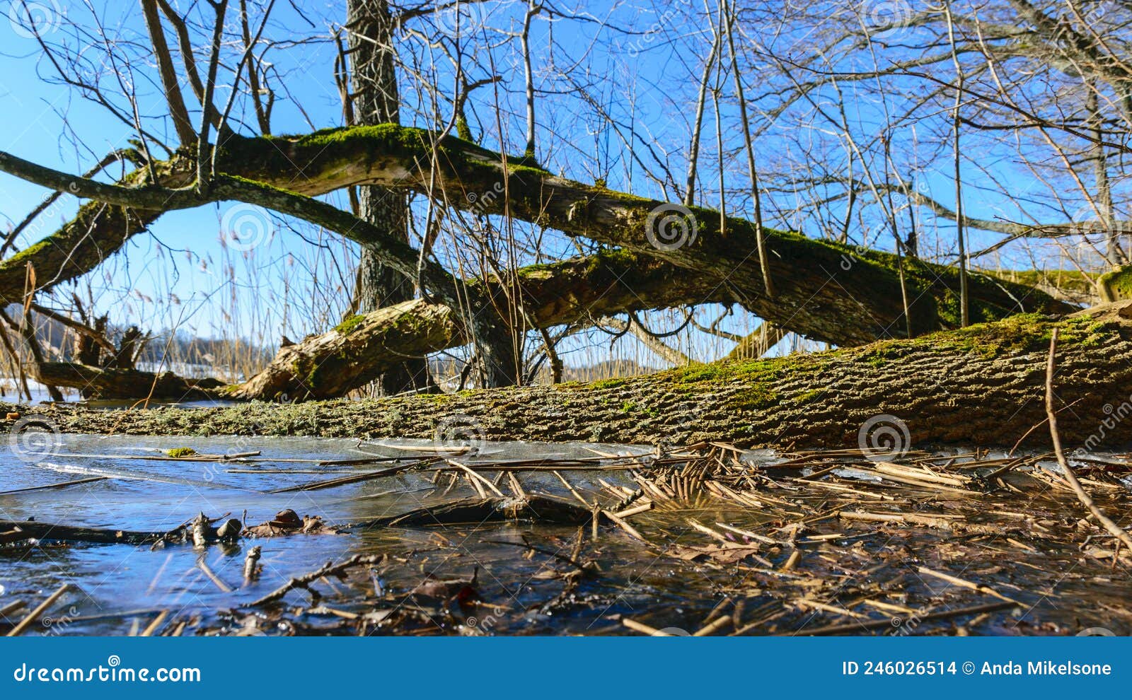 Bare Tree Trunks in Spring, Old Trees on the Lake Shore Stock Photo ...