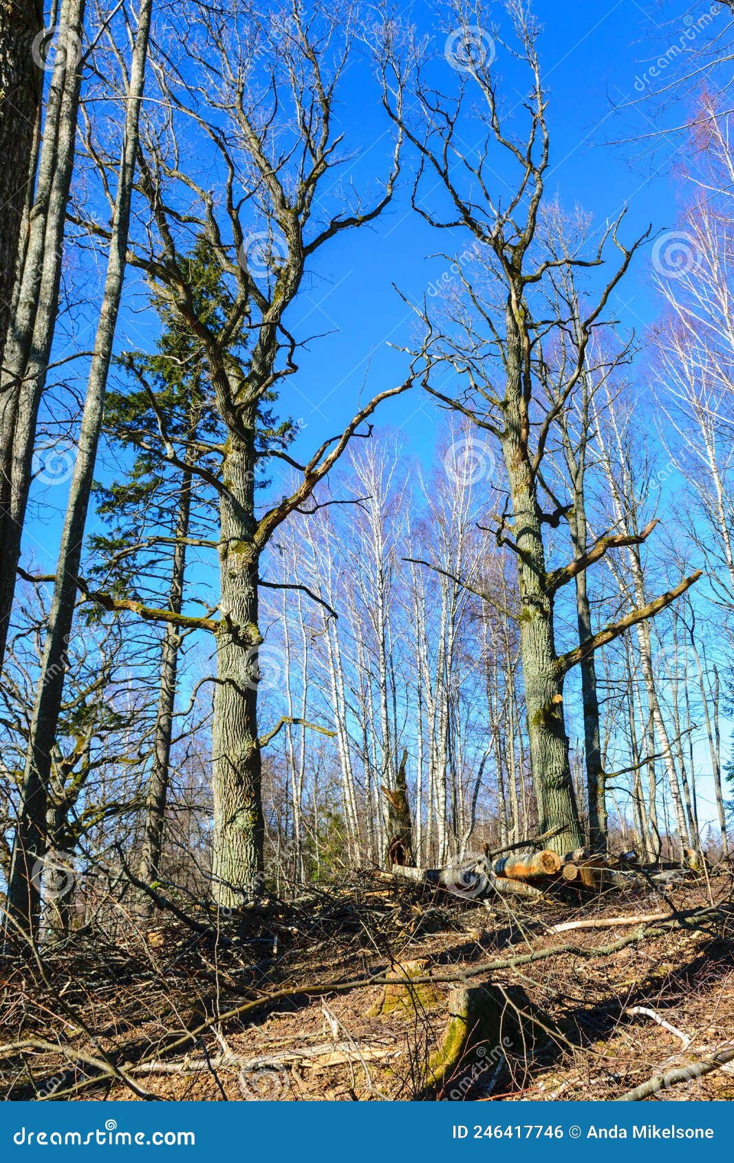 Bare Tree Trunks in Spring, Old Trees on the Lake Shore Stock Photo ...