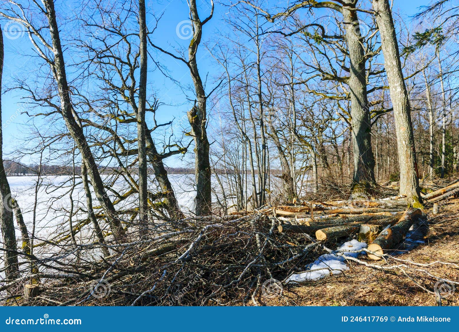 Bare Tree Trunks in Spring, Old Trees on the Lake Shore Stock Image ...