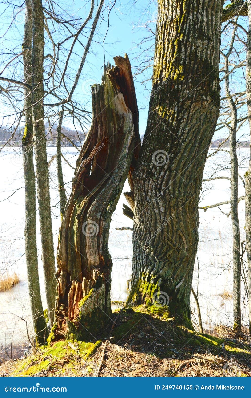 Bare Tree Trunks in Spring, Old Trees on the Lake Shore Stock Image ...