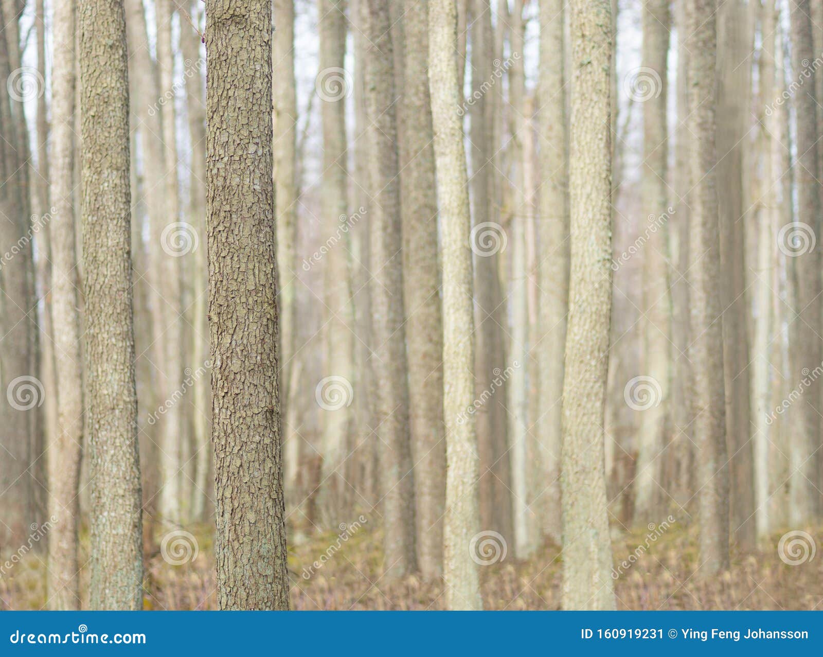 Bare Tree Trunks in Thick Forest Stock Image - Image of forest, naked ...