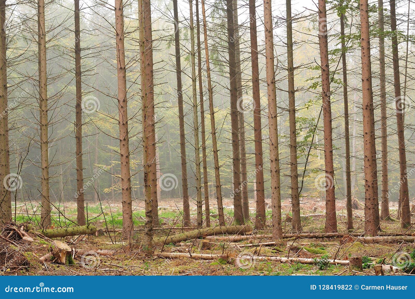Bare Tree Trunks in Timber Forest Stock Photo - Image of monocropping ...