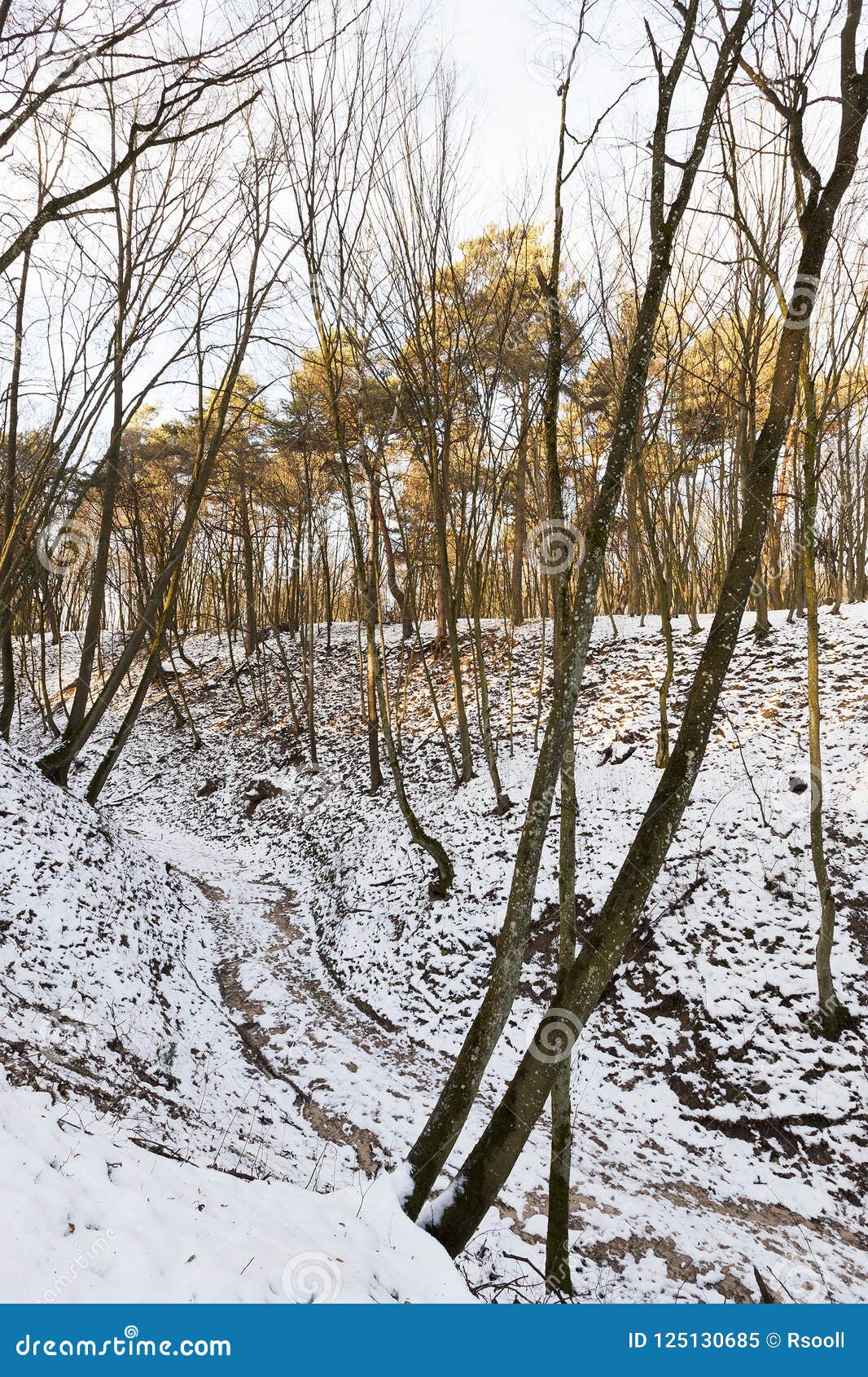 Bare Tree Trunks in the Winter Forest Stock Image - Image of rural ...