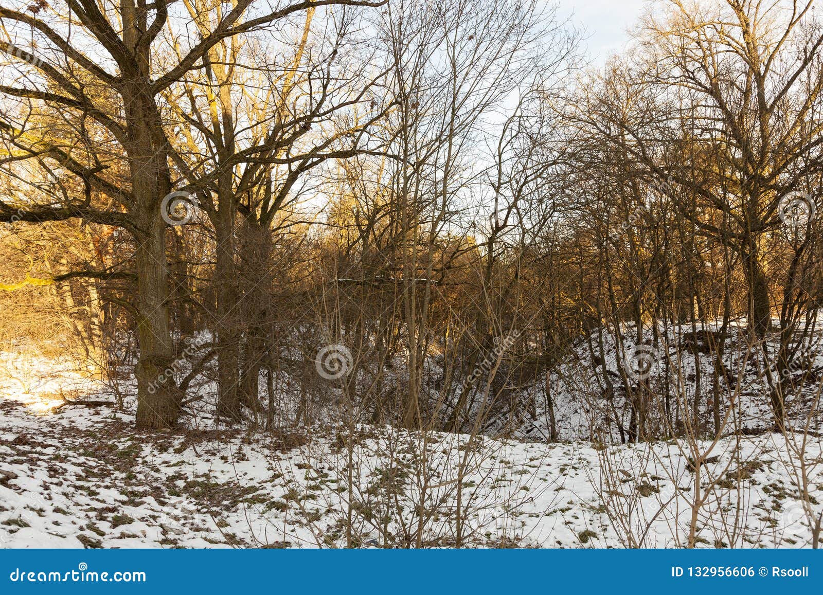 Bare Tree Trunks in the Winter Forest Stock Photo - Image of plants ...