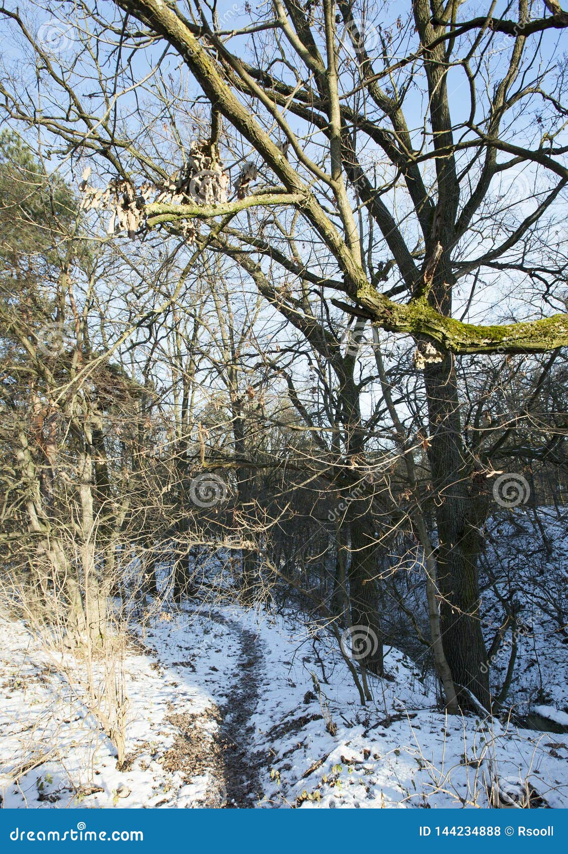 Bare Tree Trunks in the Winter Forest Stock Photo - Image of sunlight ...