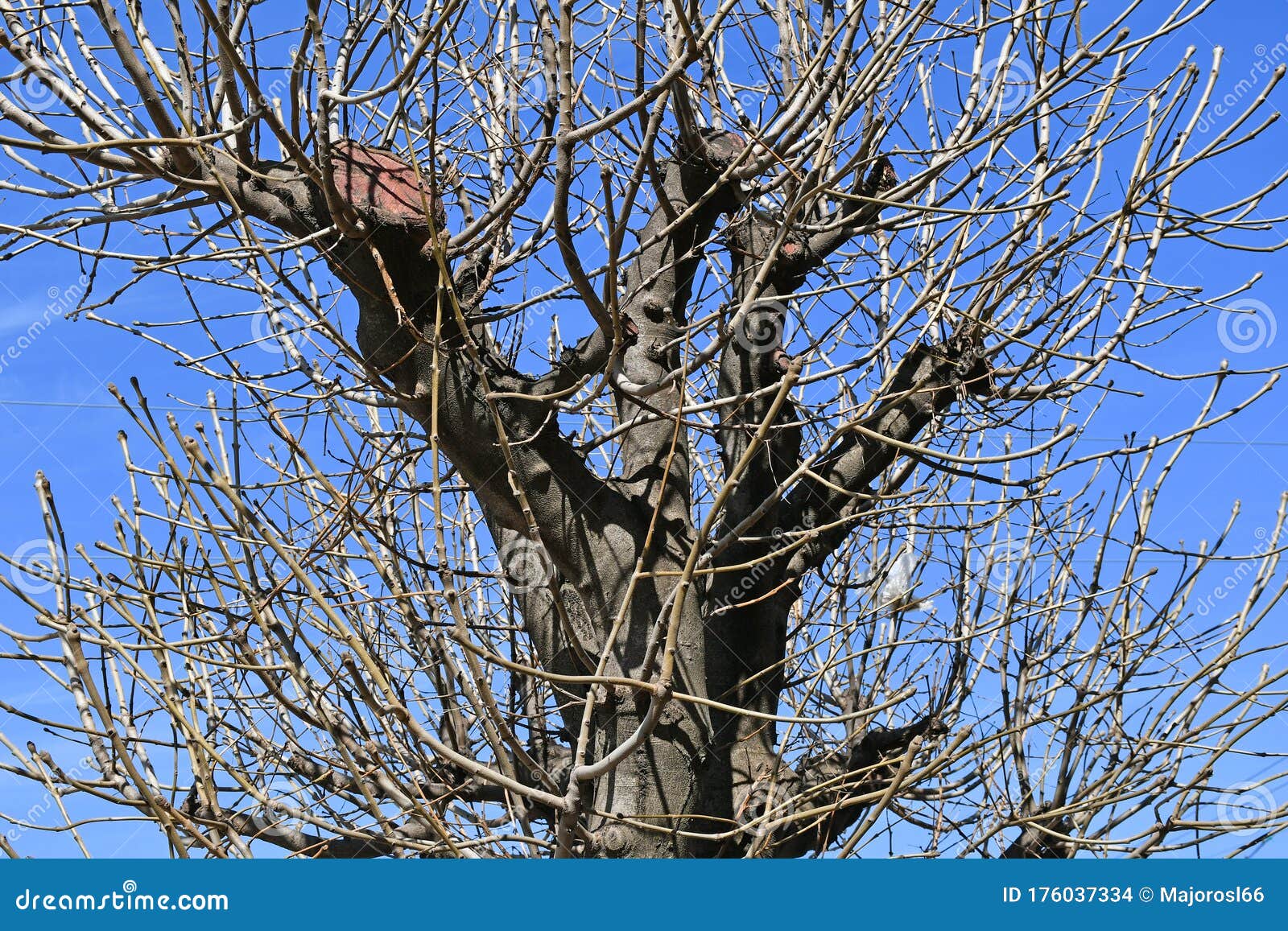 Bare Tree Trunks Winter Time Stock Photo - Image of branch, nature ...