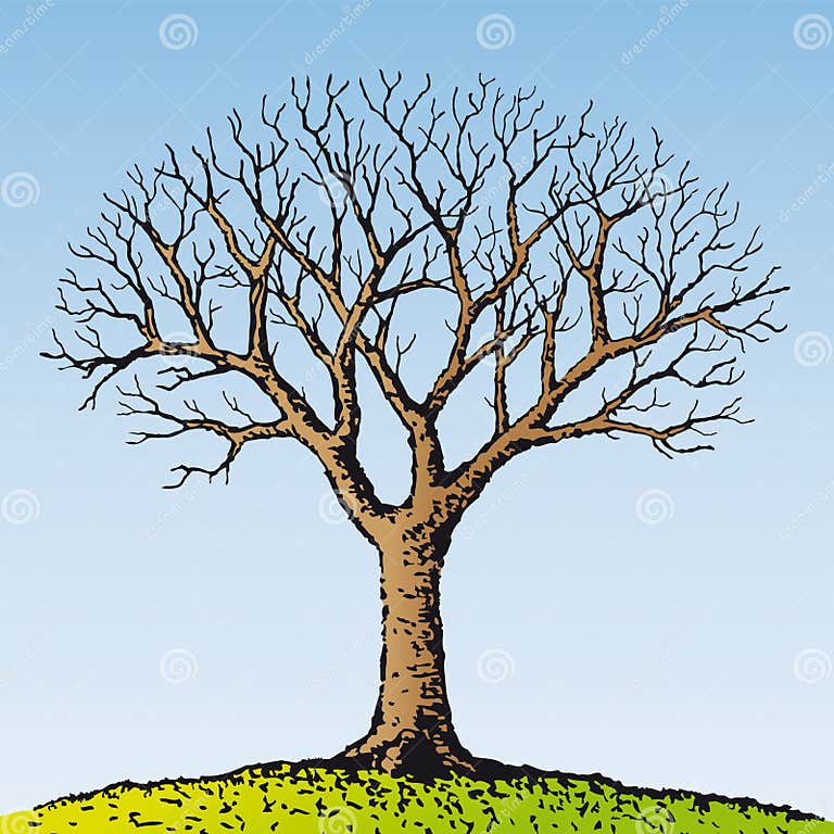 Bare tree (vector) stock vector. Illustration of drawing - 7556559